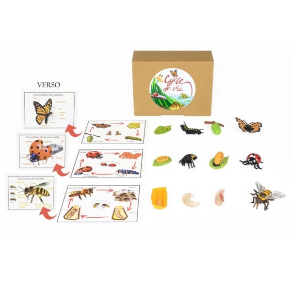 PACHA ECHECS® – Jeu de Cycle de vie d’insectes – Matériel Éducatif ...